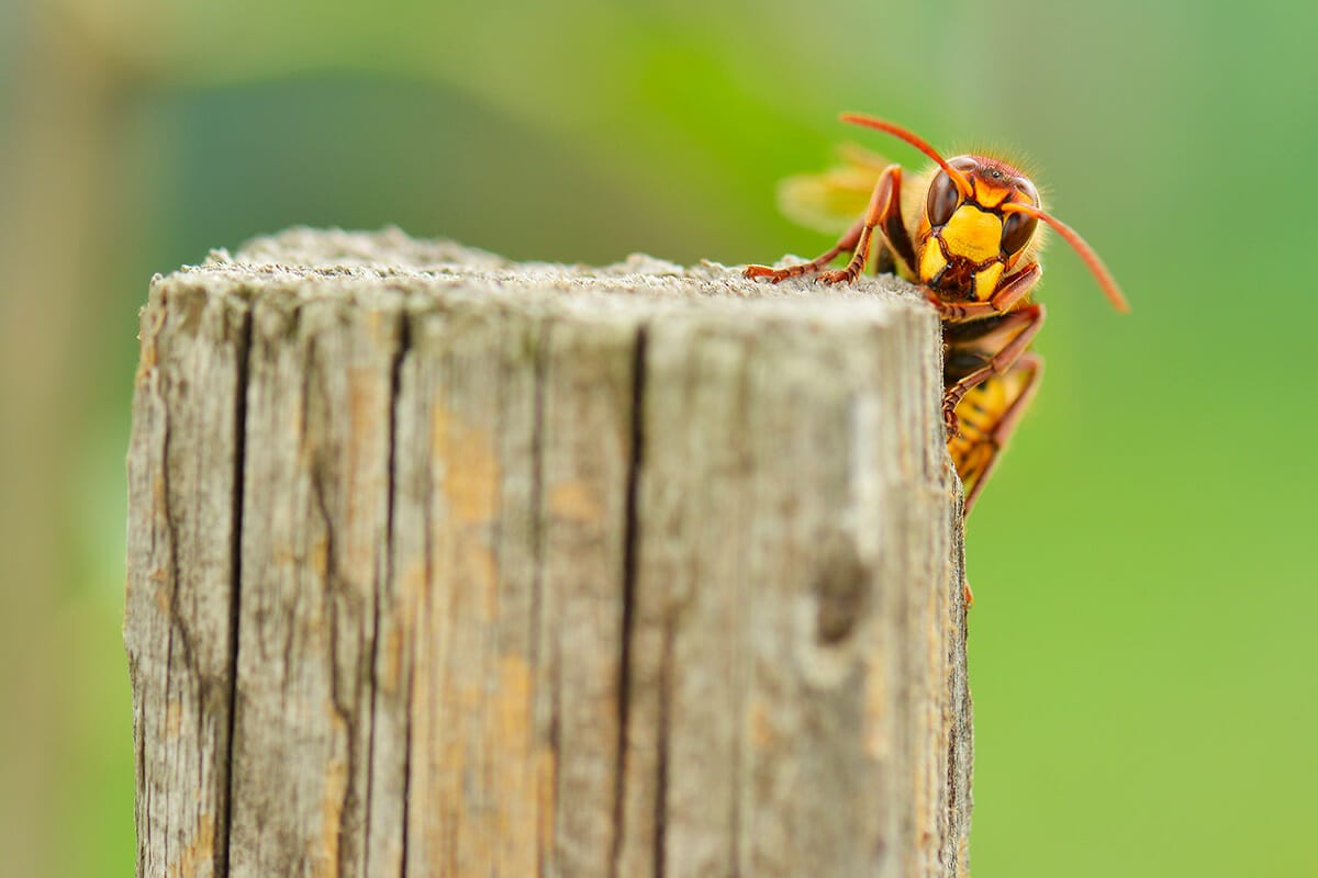Le frelon asiatique - Ville de Cagnes-sur-Mer